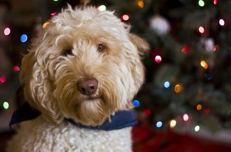 Celebrating Christmas With Your Labradoodle: Holiday Safety Tips ...