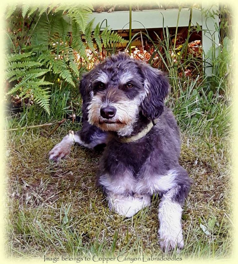 Miniature Australian Labradoodle Litters for Adoption Vancouver BC ...