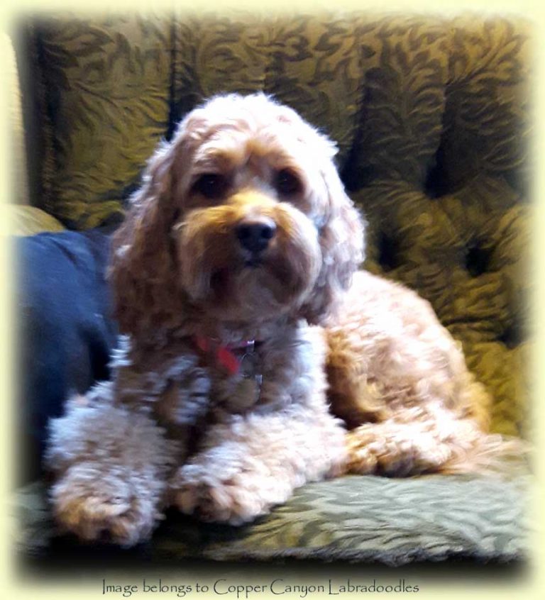 Female Australian Labradoodles Puppies for Sale Vancouver BC | Copper ...