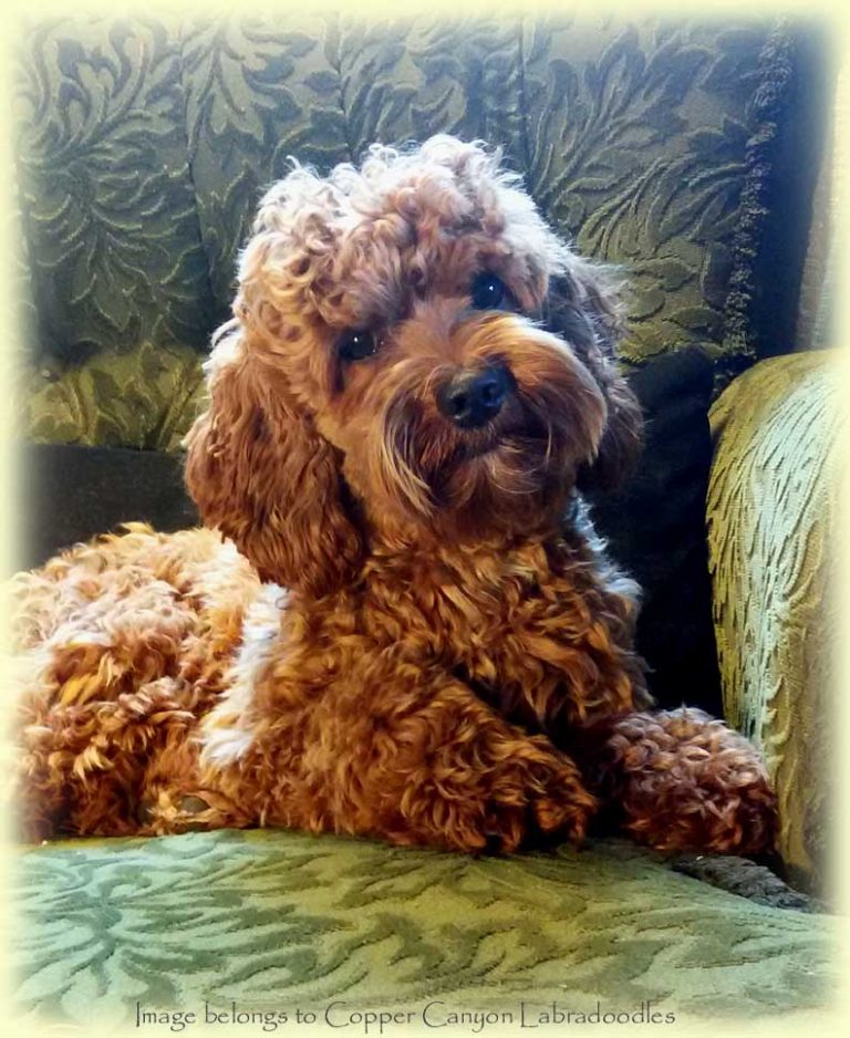 Female Australian Labradoodles Puppies for Sale Vancouver BC | Copper ...