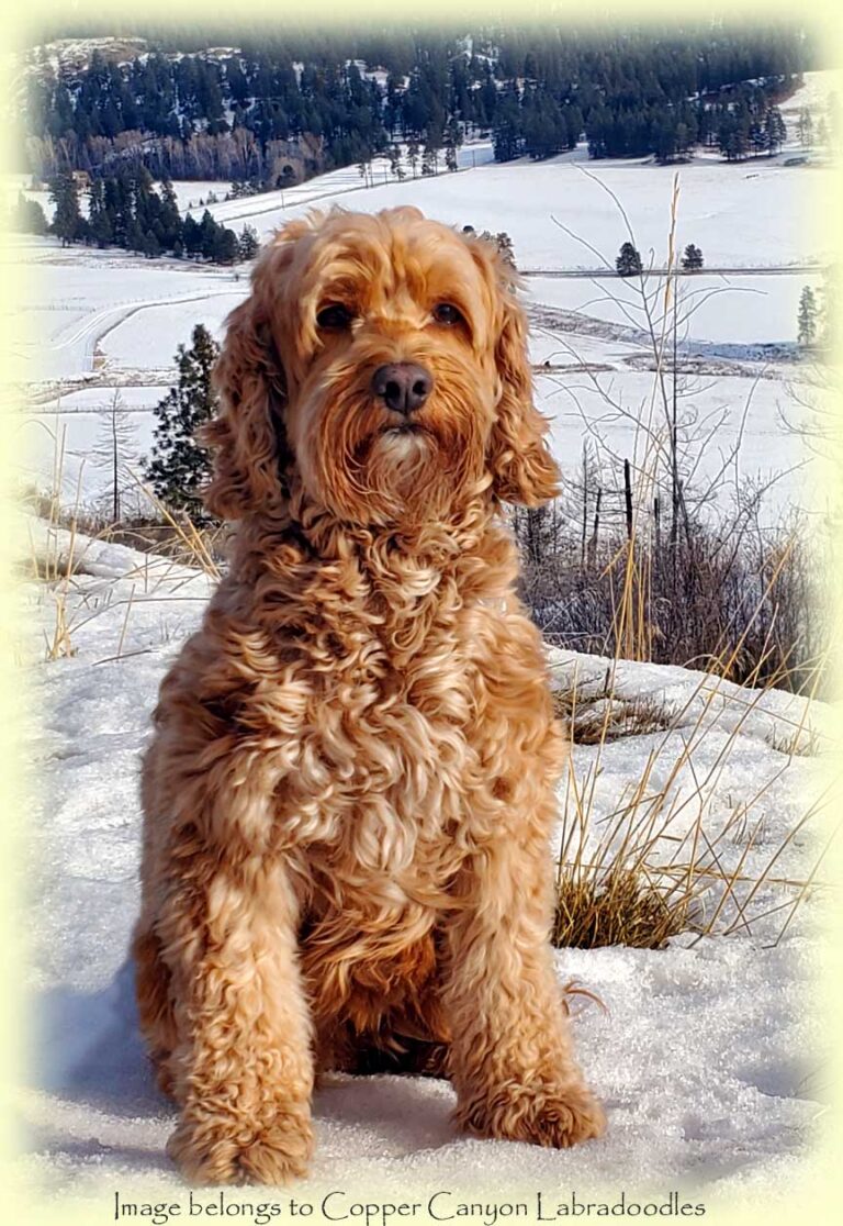 Canadoodles Dorrie and Canadian Doodles Clark Gable - 2021. - Copper ...