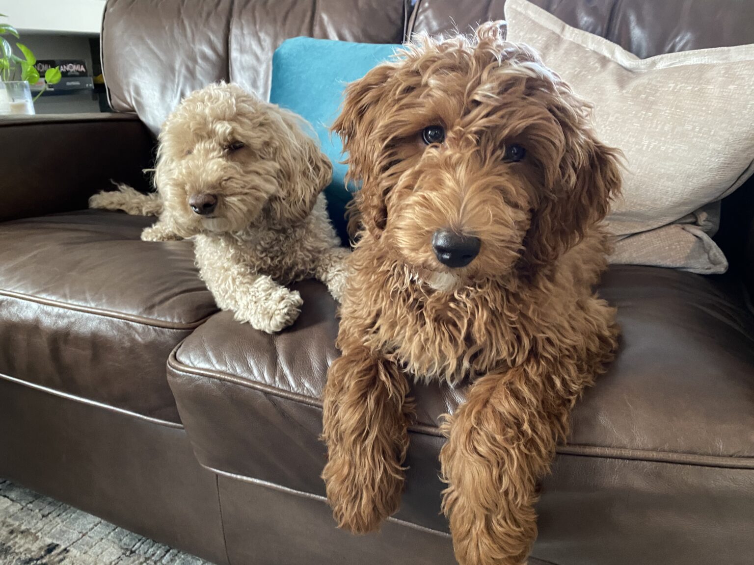Miniature Australian Labradoodle Litters for Adoption Vancouver BC ...